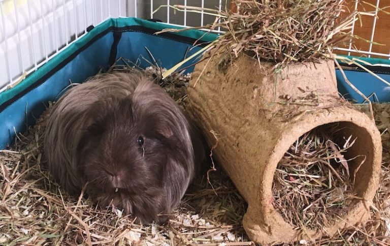 How to Keep Guinea Pigs Warm in Winter | Outdoor Guinea Pigs